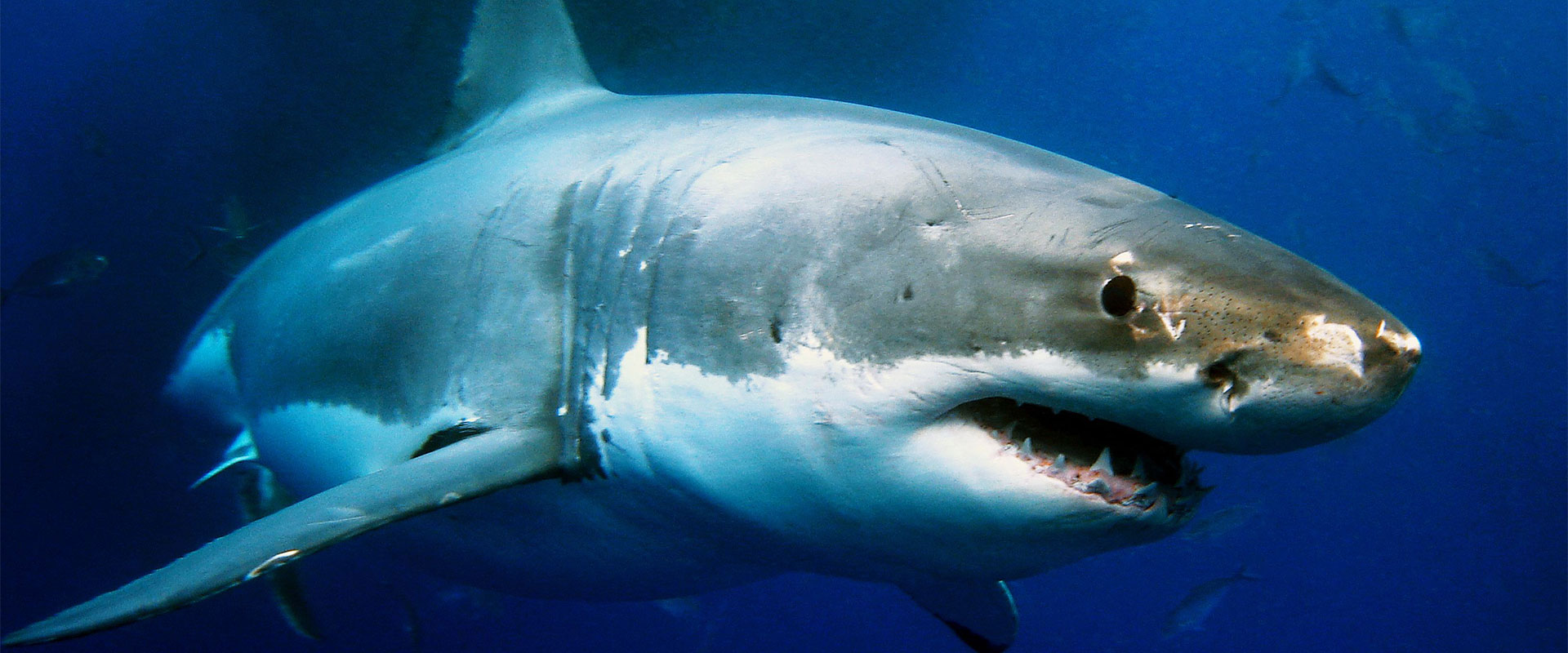 Do Fish Blink? | Eye MD Monterey, CA